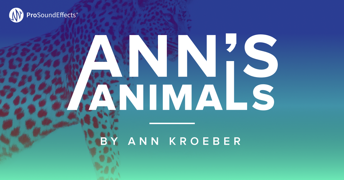 Pro Sound Effects Releases Ann's Animals Sound Library - Mixonline